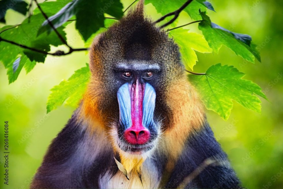 Visit Cameroon – All of Africa in One Country