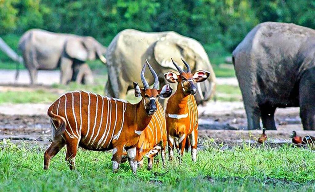 Visit Cameroon All Of Africa In One Country Visit Cameroon All Of Africa In One Country